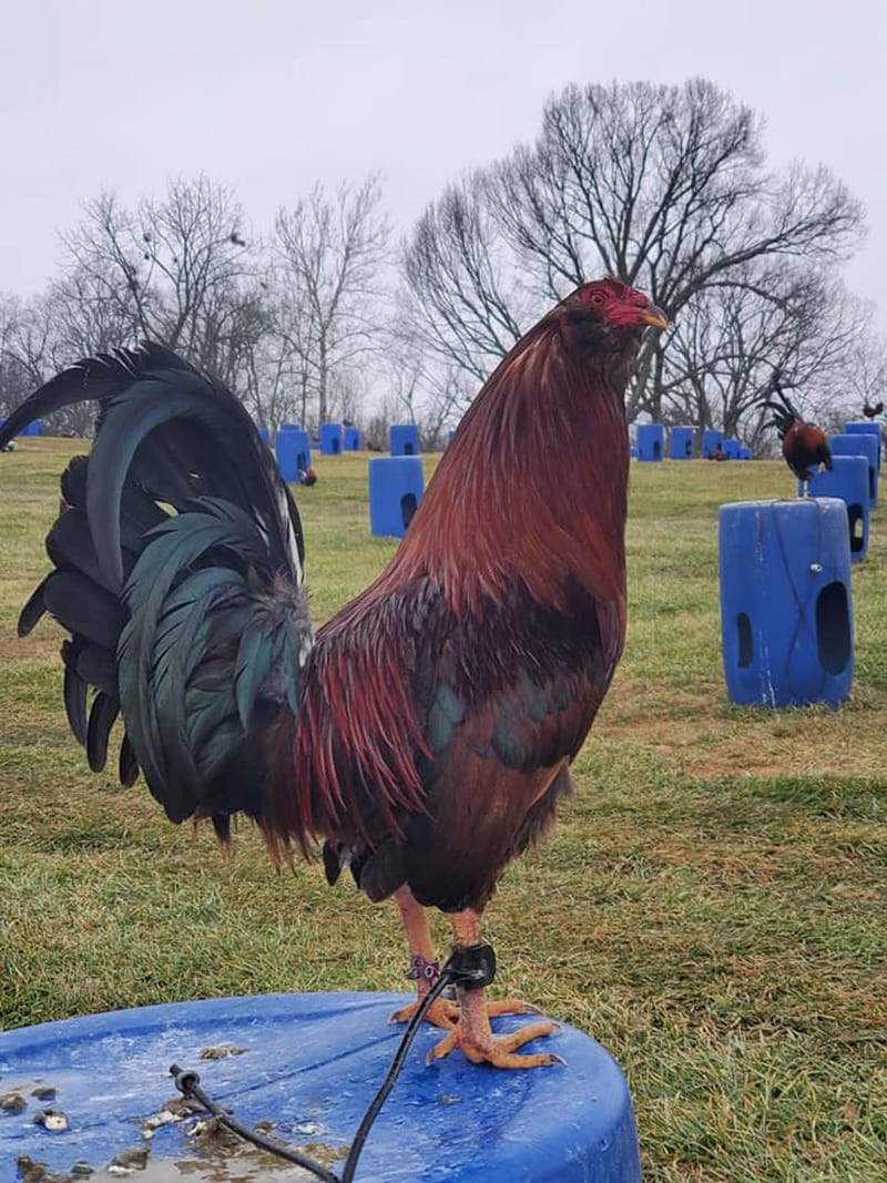 Science Hill Milling | Gamefowl feed and supplies